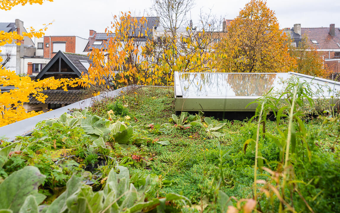 Premies voor de renovatie van je woning | Stad Gent